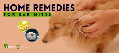 11 Simple and Best Home Remedies for Ear Mites that Work [Naturally]